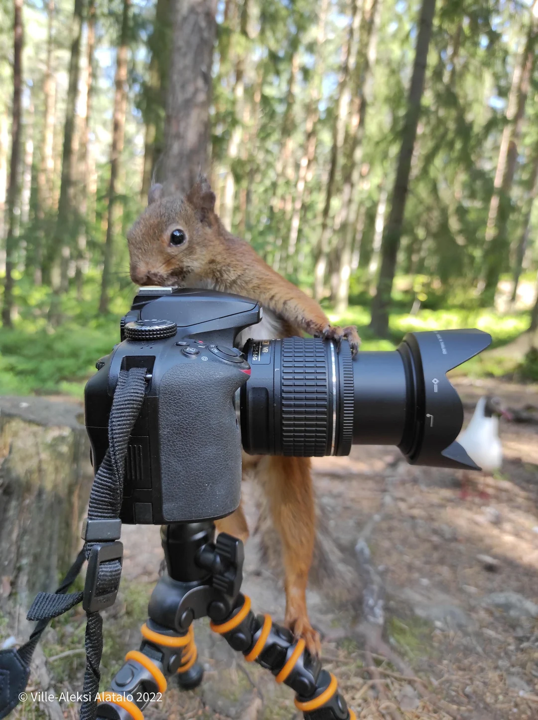 Professional Photographer | Scrolller