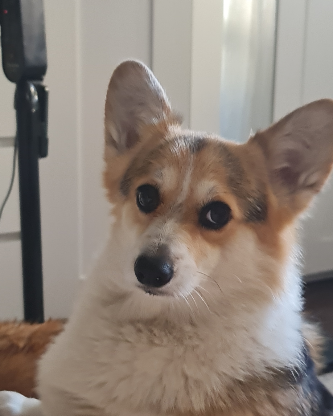 Does anyone else's corgi look like mini Yoda 😂 | Scrolller