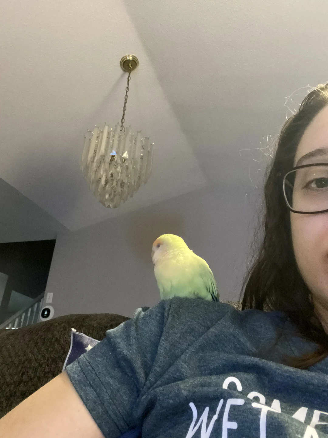 Sleepy birb for your feed | Scrolller