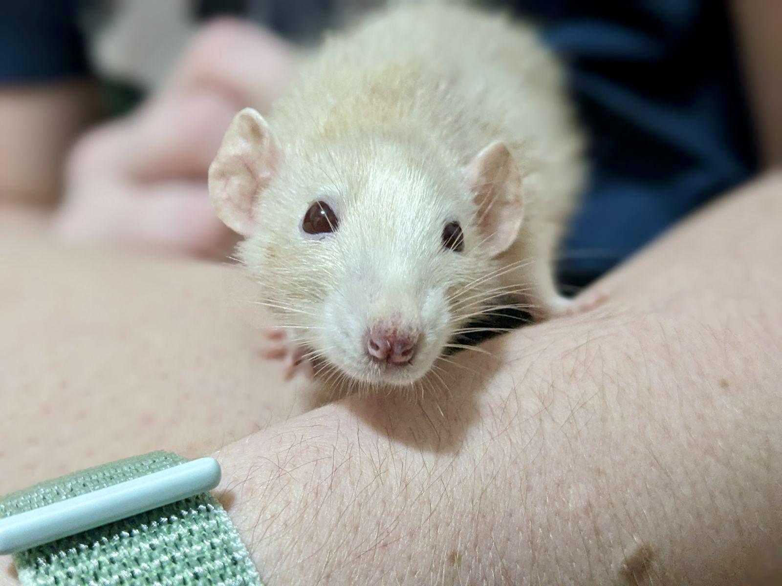 Our little old man Helix is 3 years & 5 months old today! | Scrolller