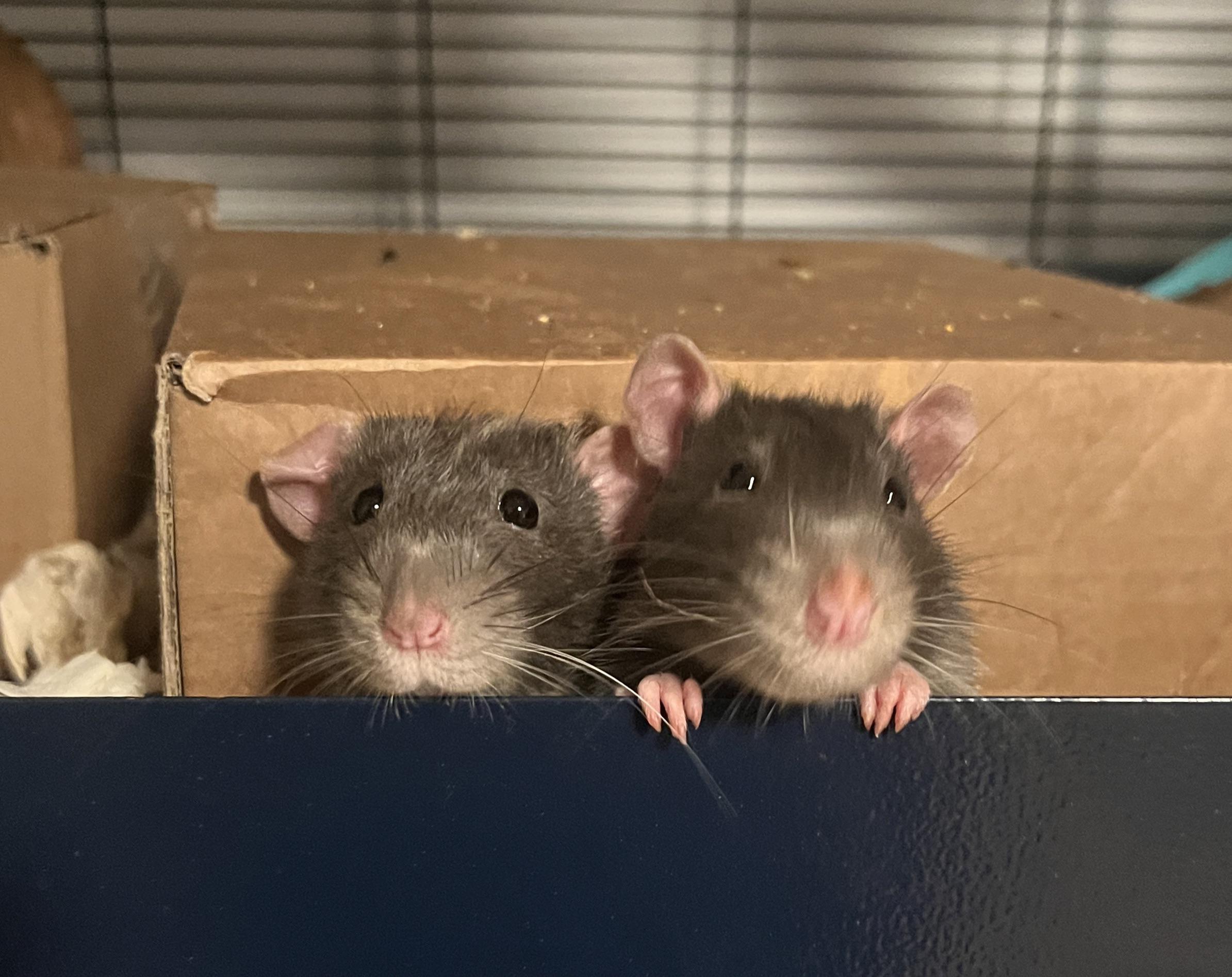 Anyone breeding rats in Germany? | Scrolller