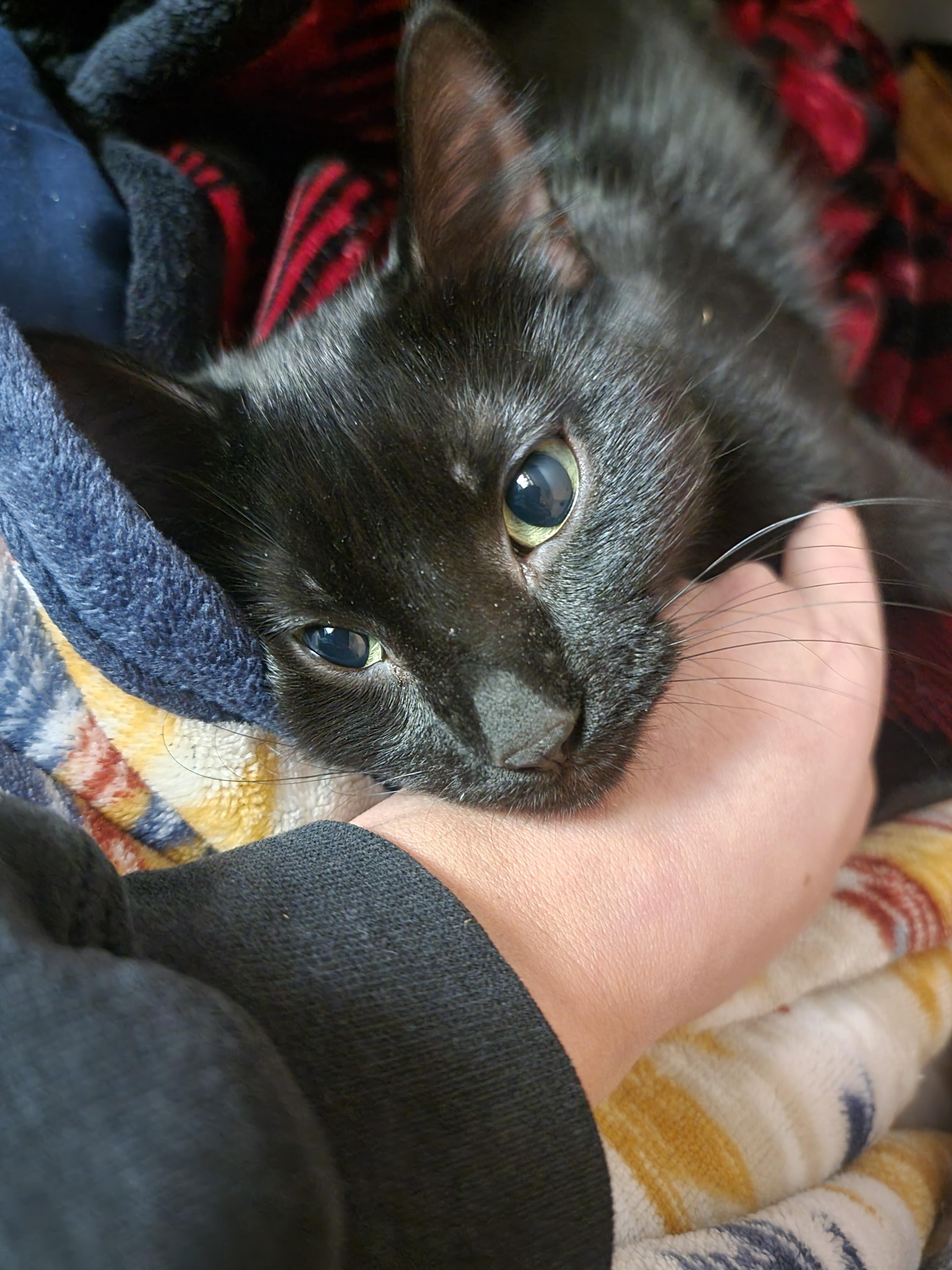 Rare Cuddly Void | Scrolller