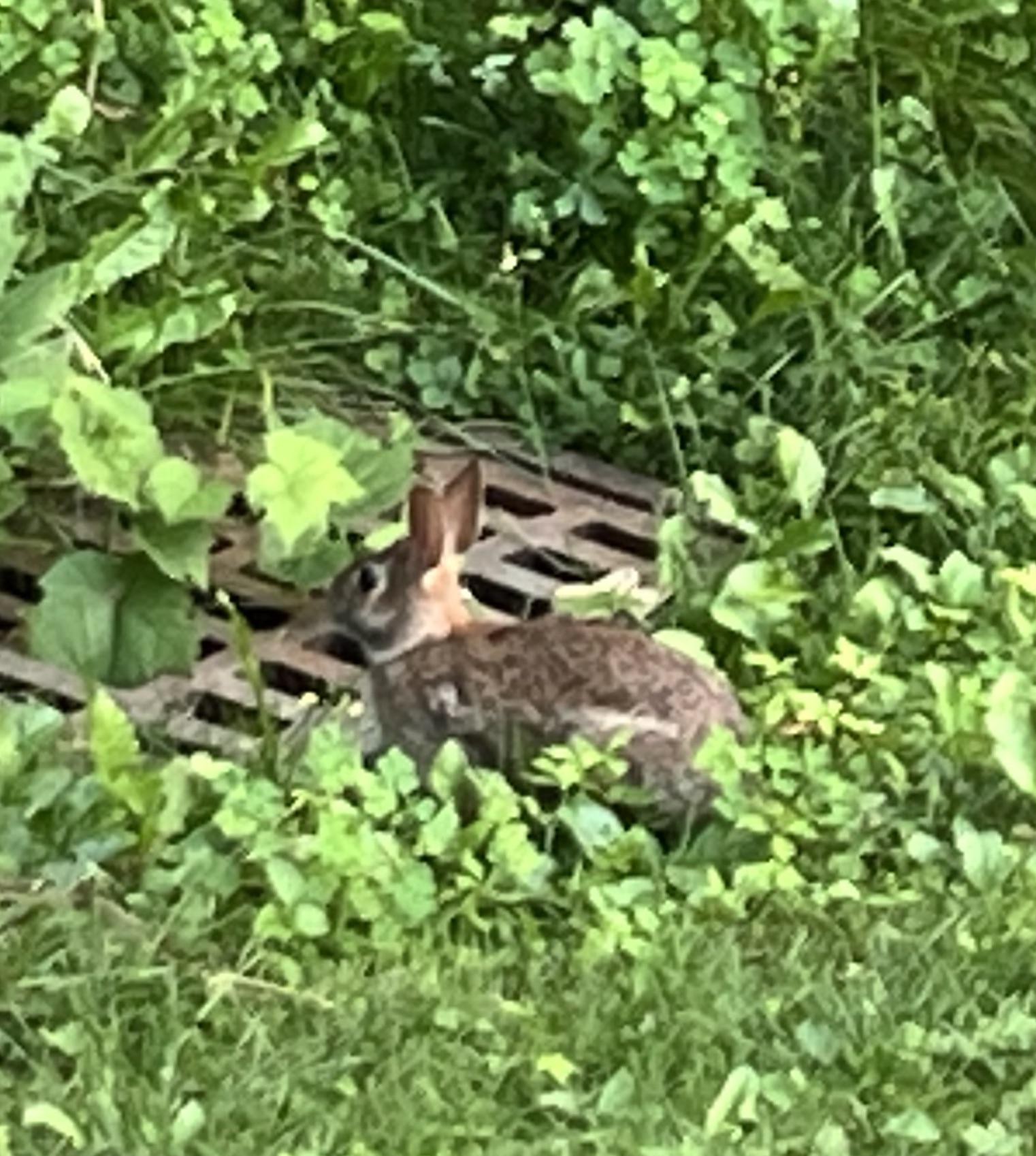 Wild Rabbit | Scrolller