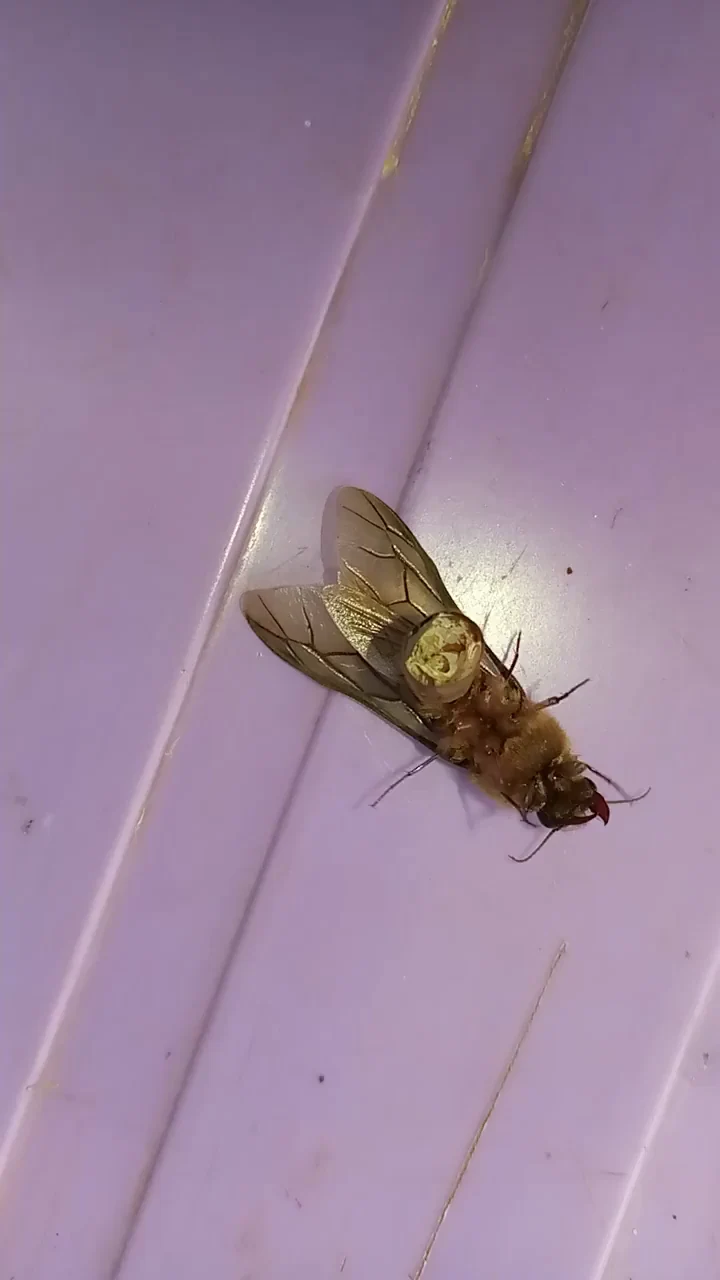 Tf is wrong with this bug? | Scrolller