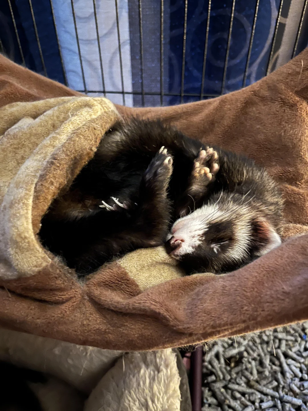 I’m looking after a friend’s ferrets. This chonkers is Gus. | Scrolller