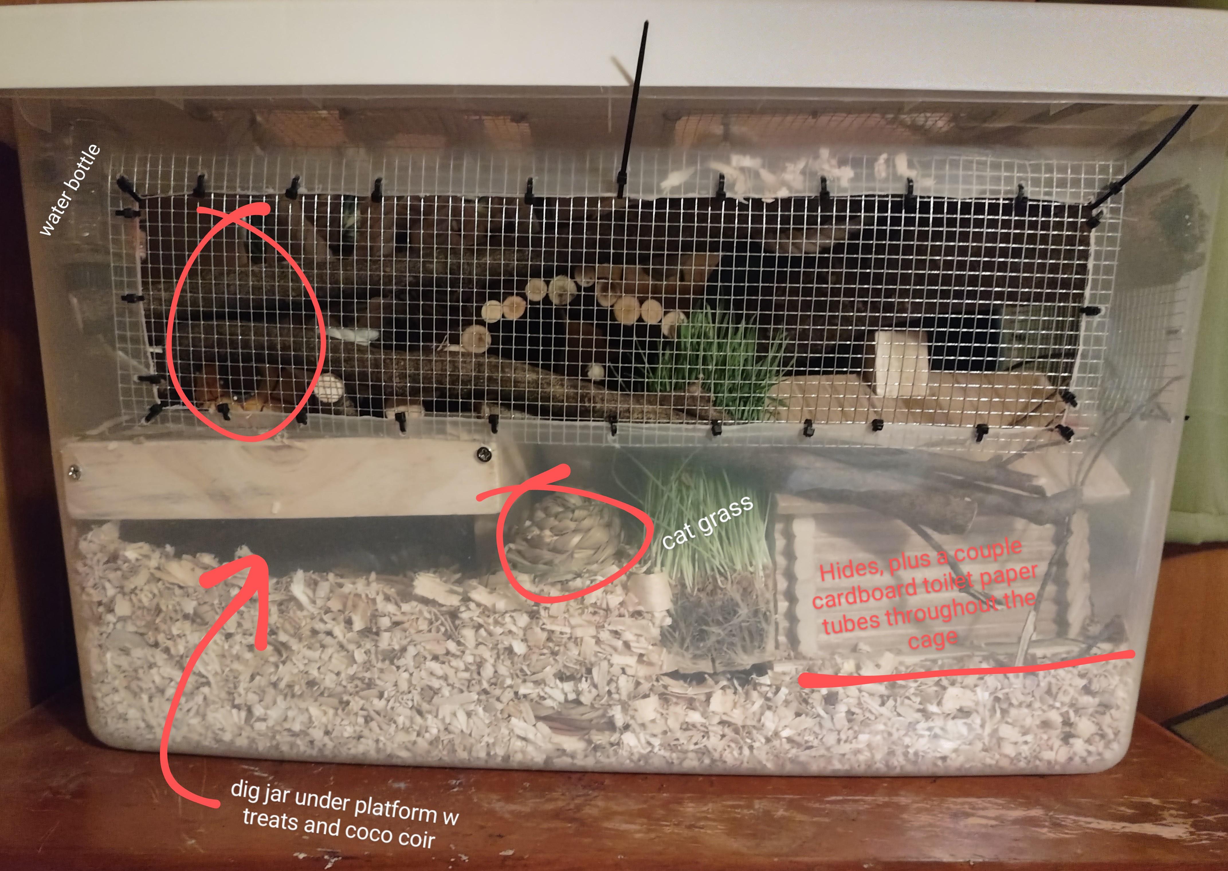 Meet Sheamus! Also, thoughts on his cage? | Scrolller