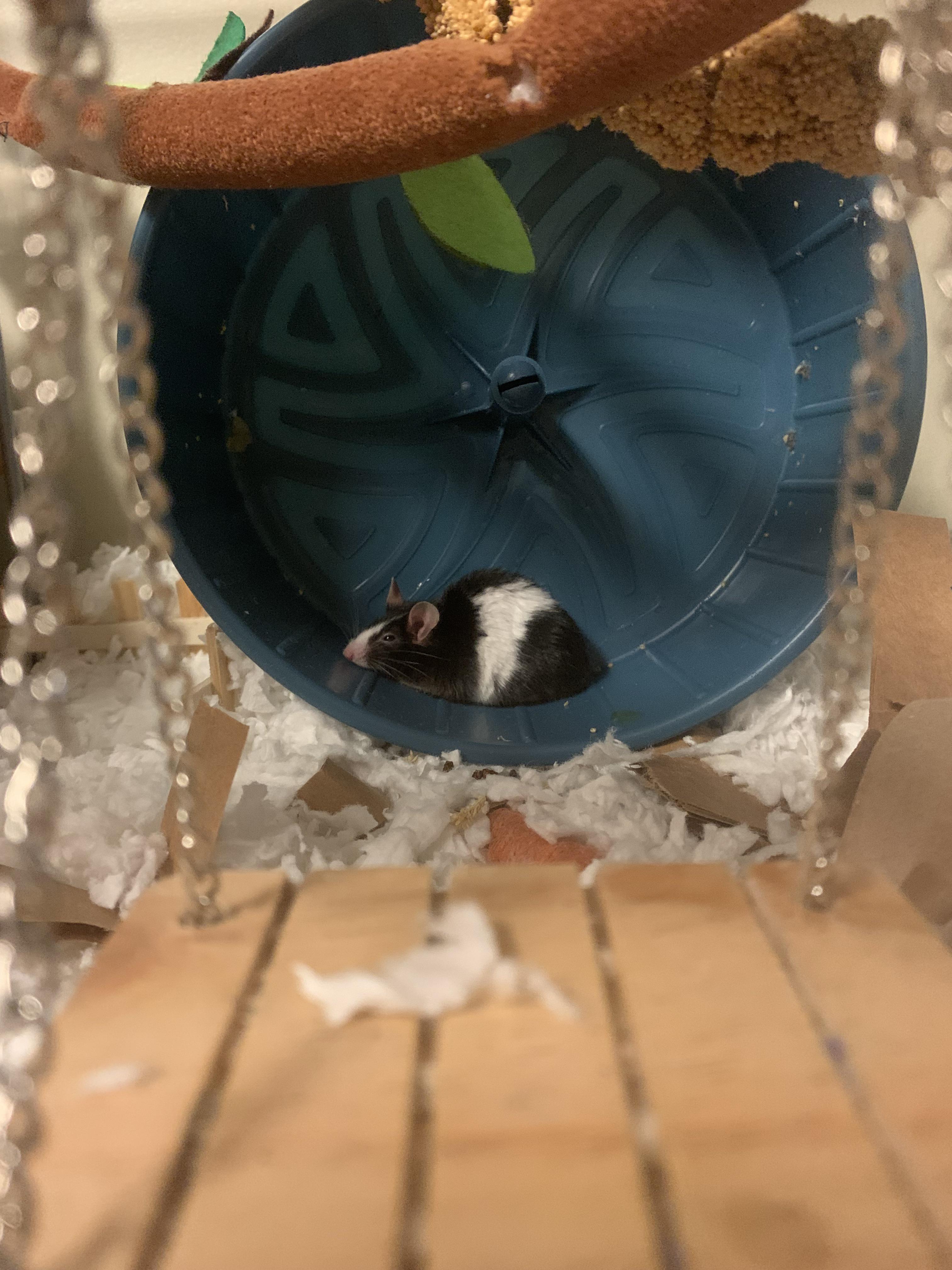 So I finally put all the girls in one enclosure together | Scrolller