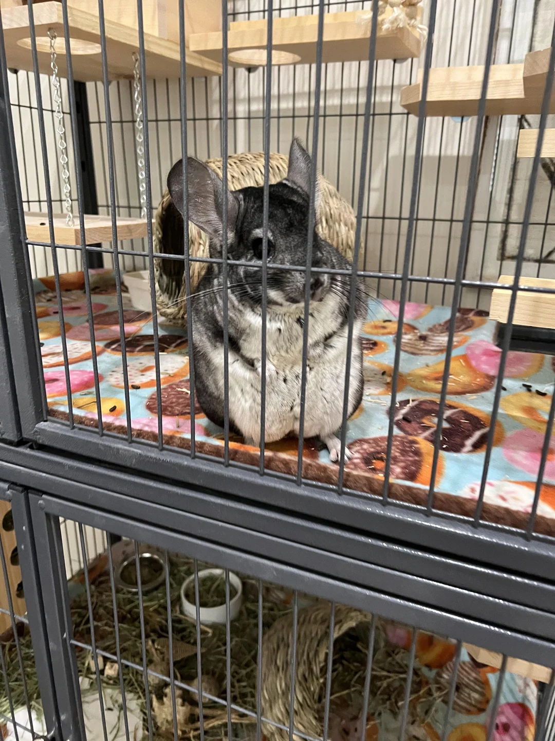 treat and hay pellet recommendations? | Scrolller