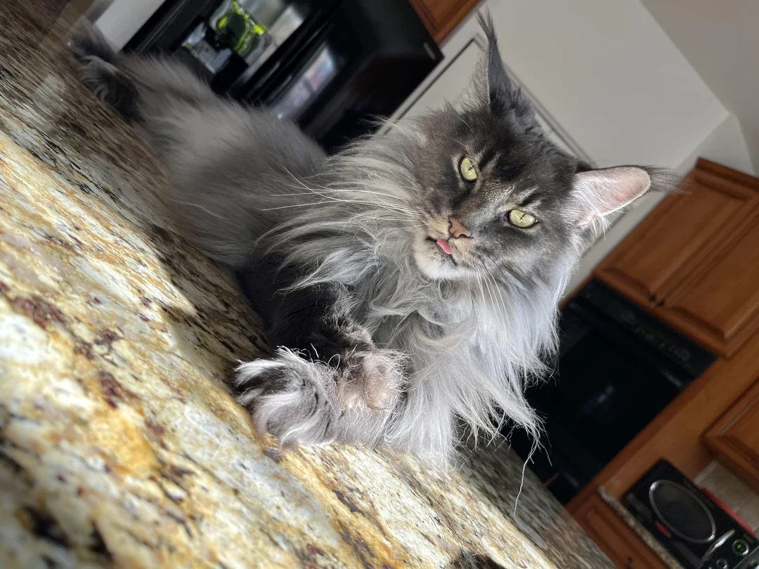 Serious, but with a blep. | Scrolller