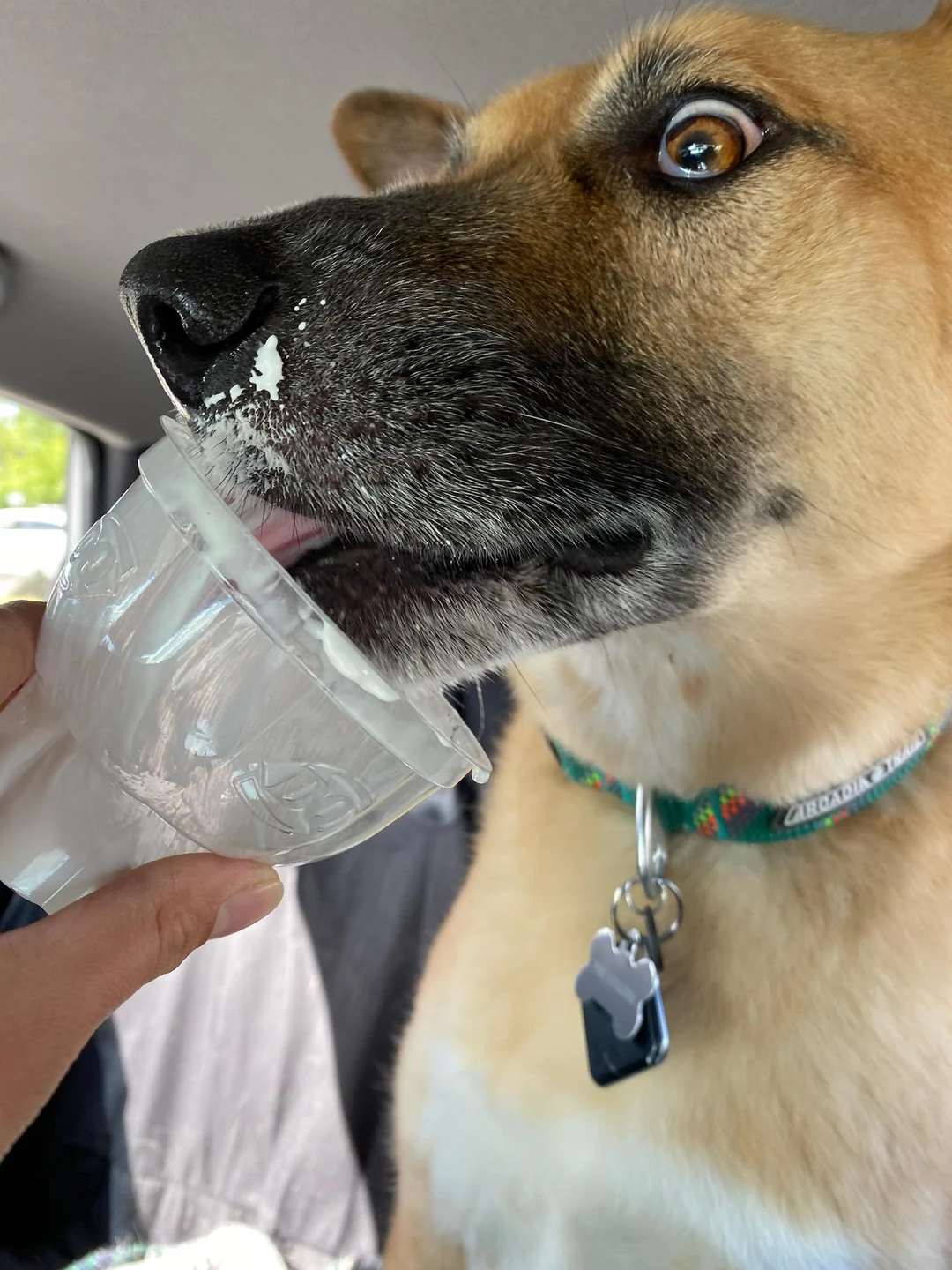 Taking the dairy king to dairy queen | Scrolller