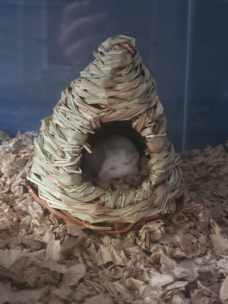 In memory of Rosie | Scrolller