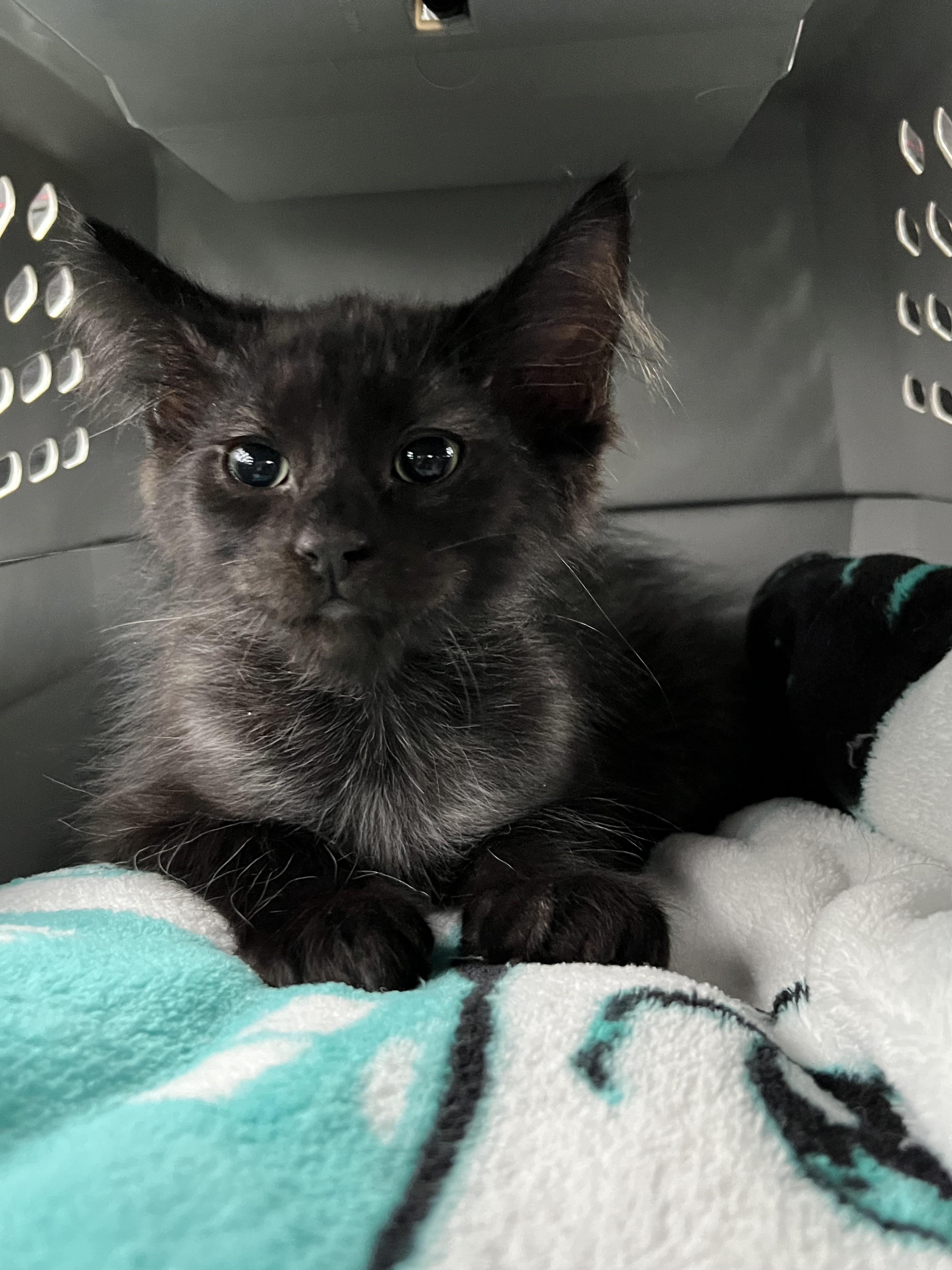 Just picked up this handsome guy today! His name is Salem | Scrolller