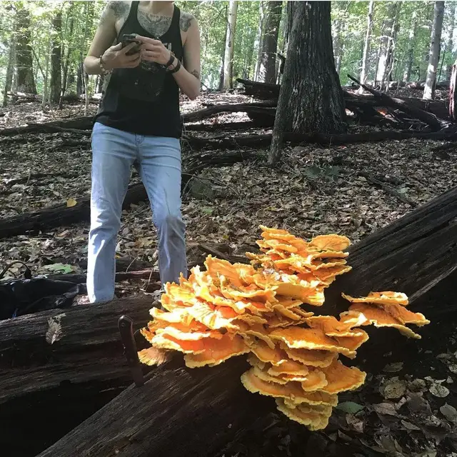 Missing fall Mushroom hunts | Scrolller
