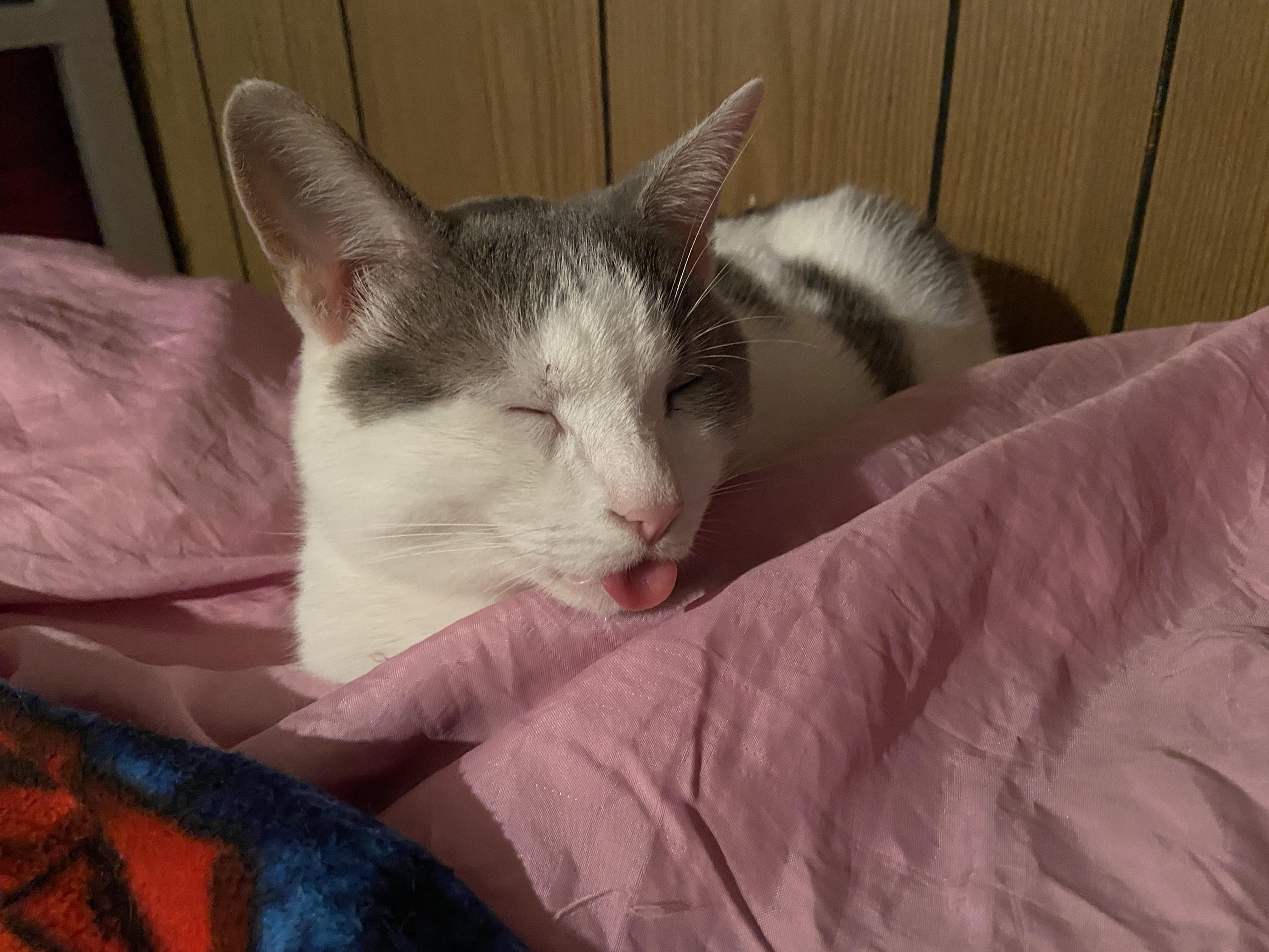 Massive Blep | Scrolller