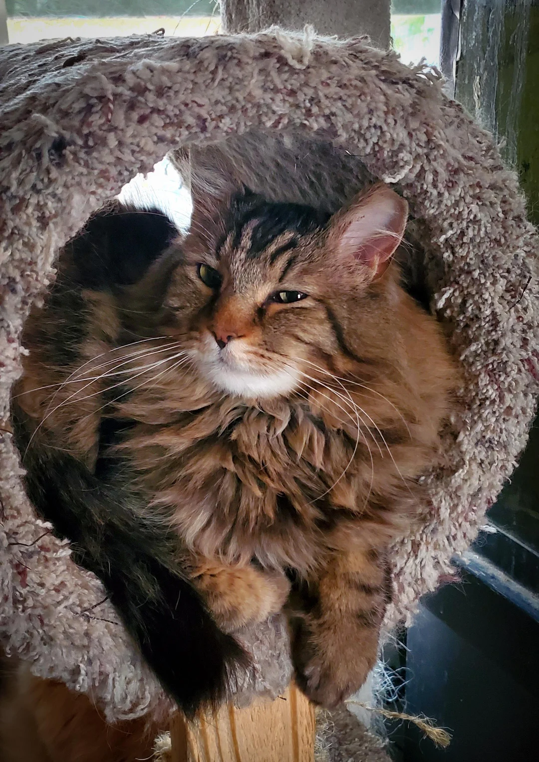 Babu always looks so dignified. | Scrolller