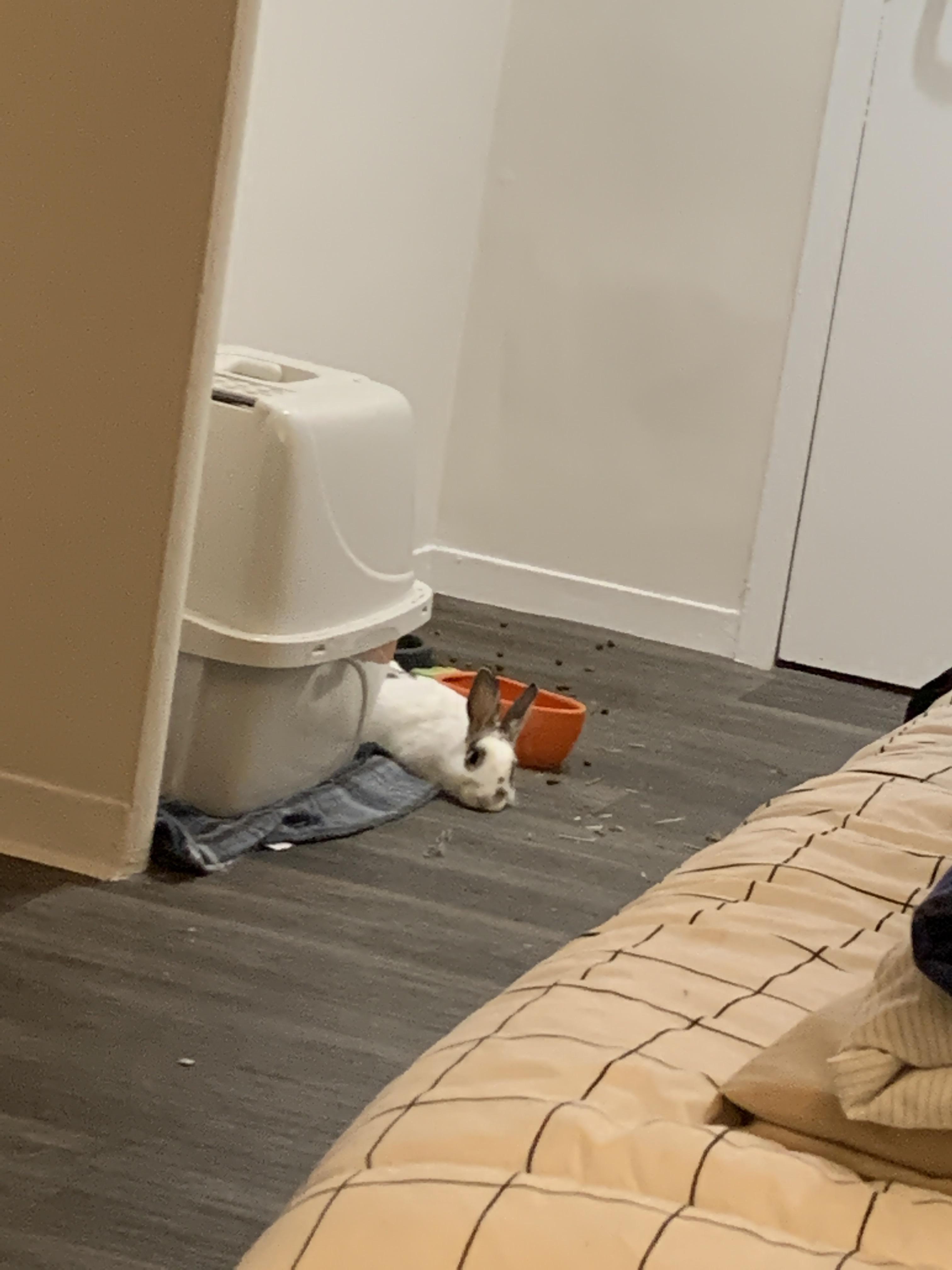 A compilation of my little man being the most dramatic bunny I’ve ever ...