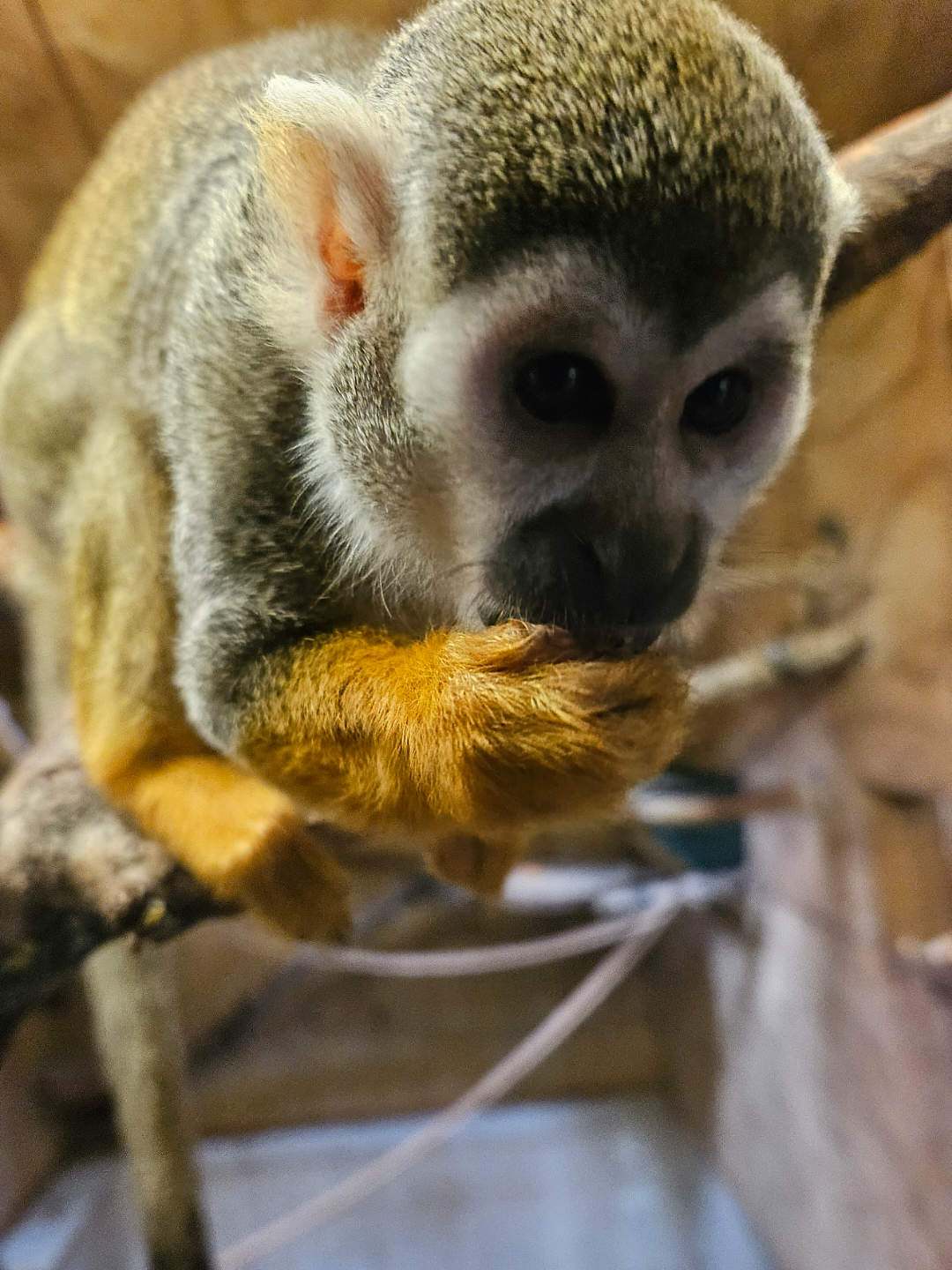 Squirrel monkey poses for the shot | Scrolller