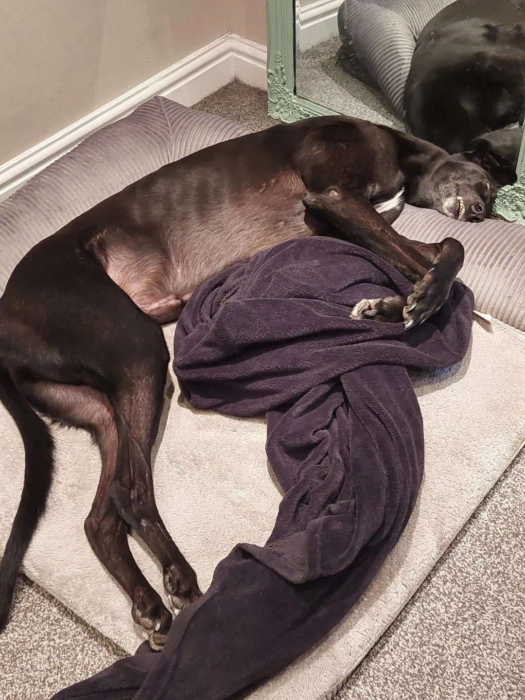 How is this comfortable? | Scrolller