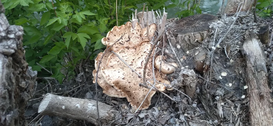 Growing off a maple stump down by the river. | Scrolller