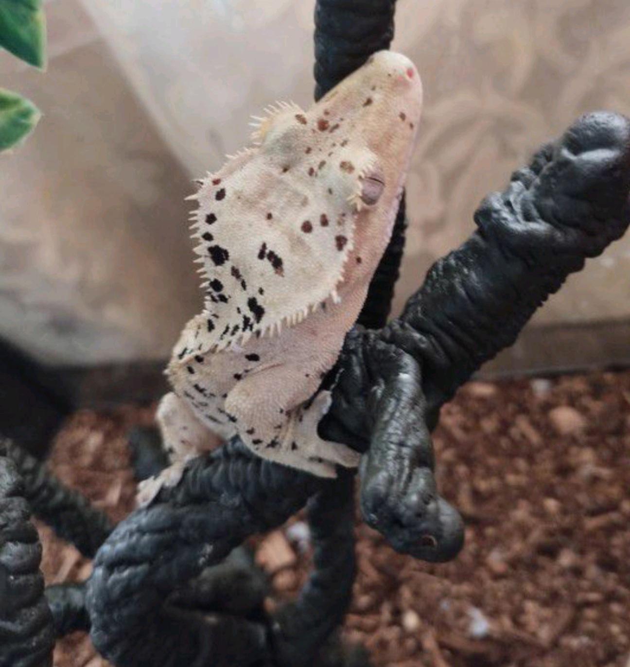 Morph ID? | Scrolller