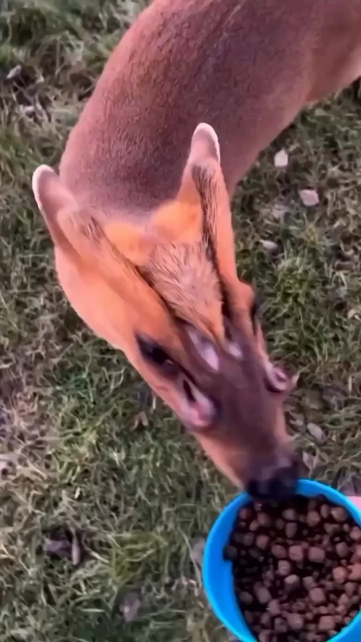 Japanese Bambi | Scrolller