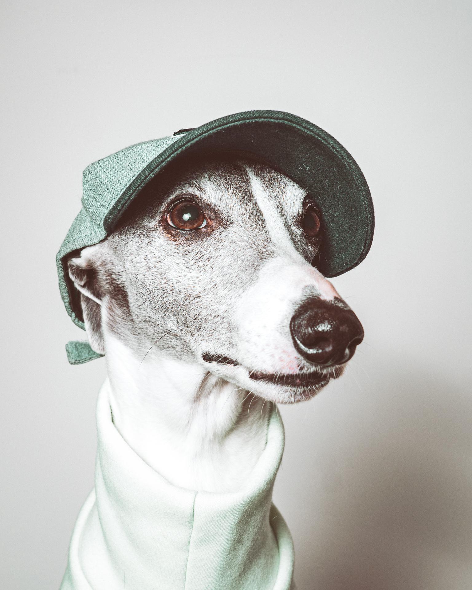 He's really good at catch, and cuddles | Scrolller