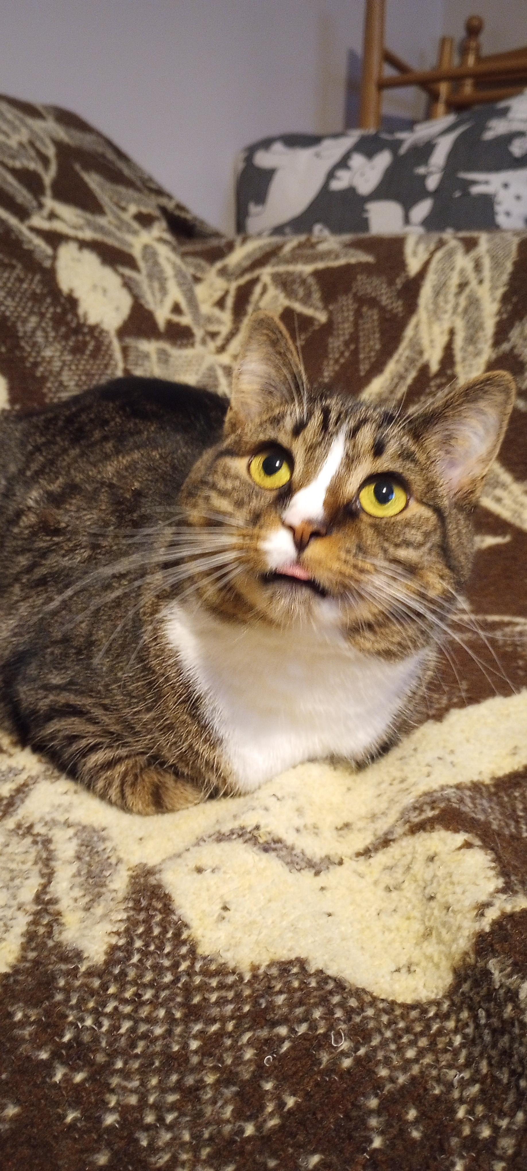 Her first blep 🥺 | Scrolller