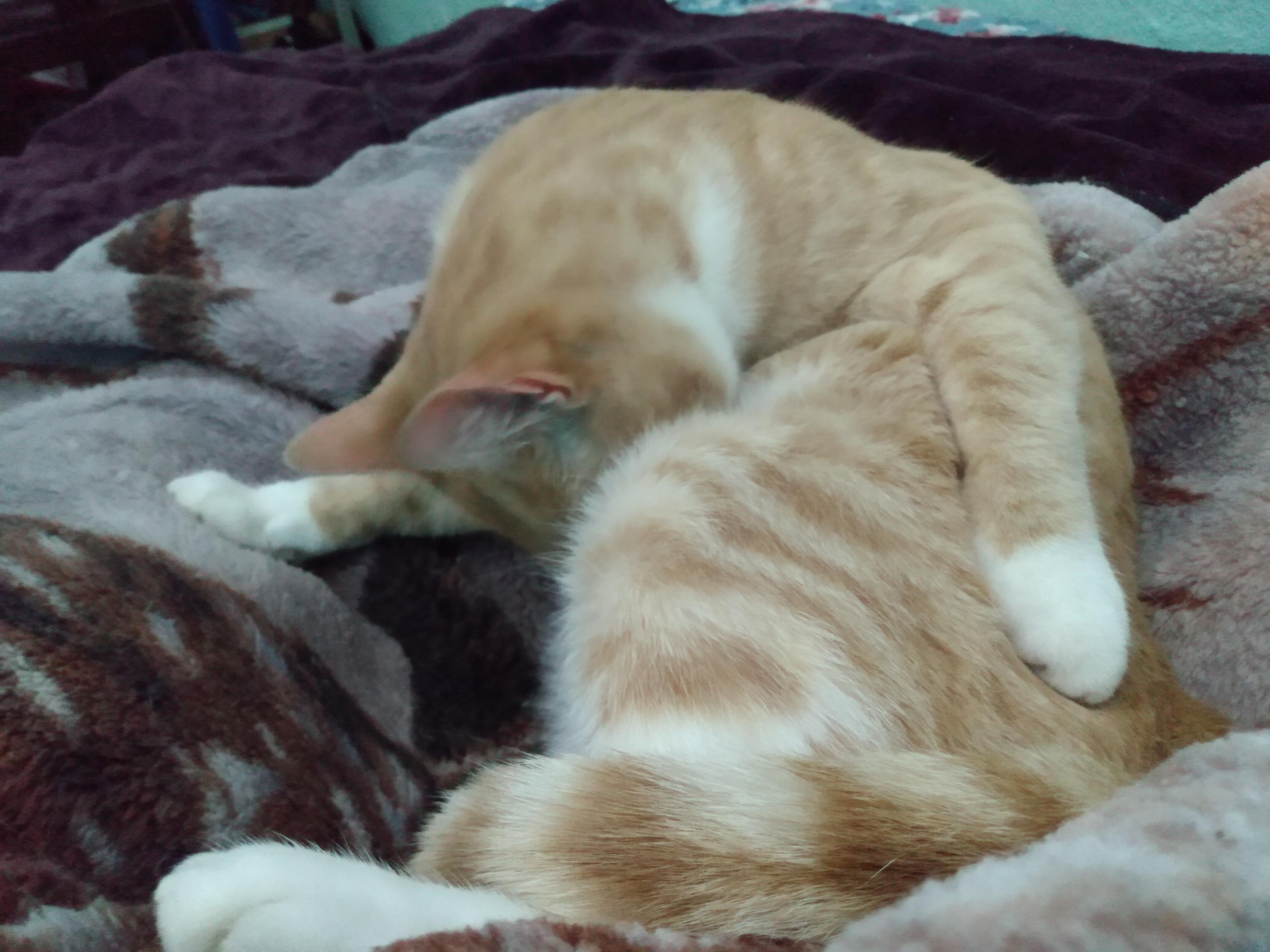 Vinnie's bath time 😸 | Scrolller