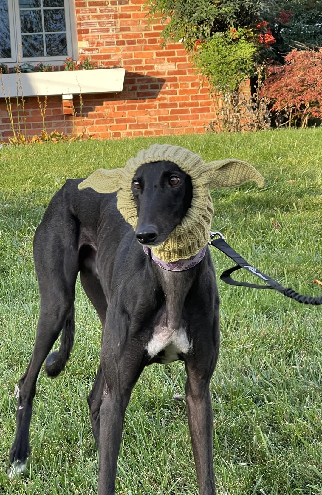 Happy belated Halloween from this goofball | Scrolller