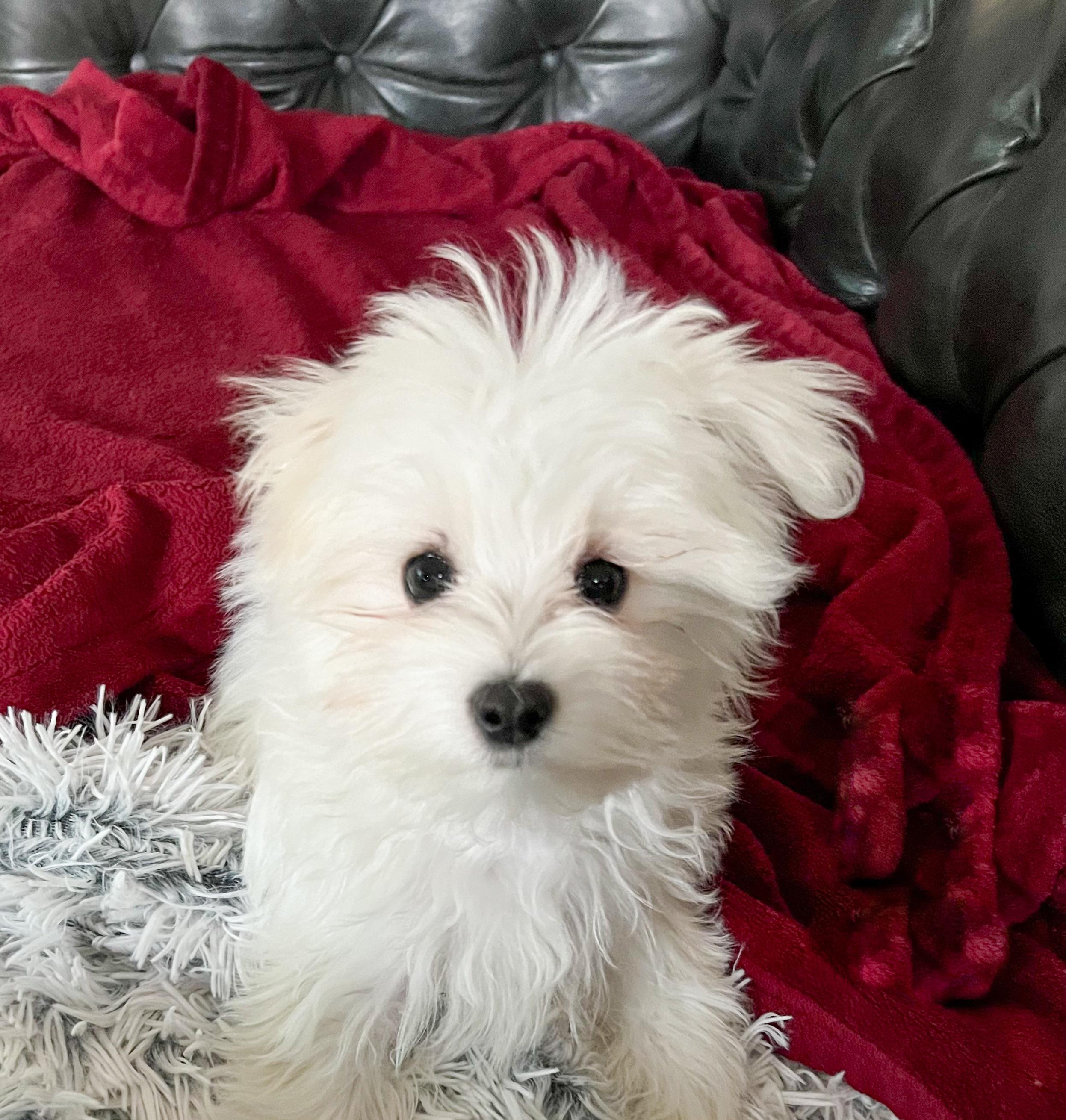 Our Handsome Leo!!! | Scrolller