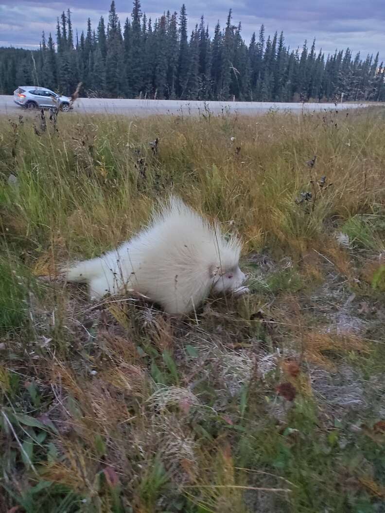 🔥Albino porcupine | Scrolller