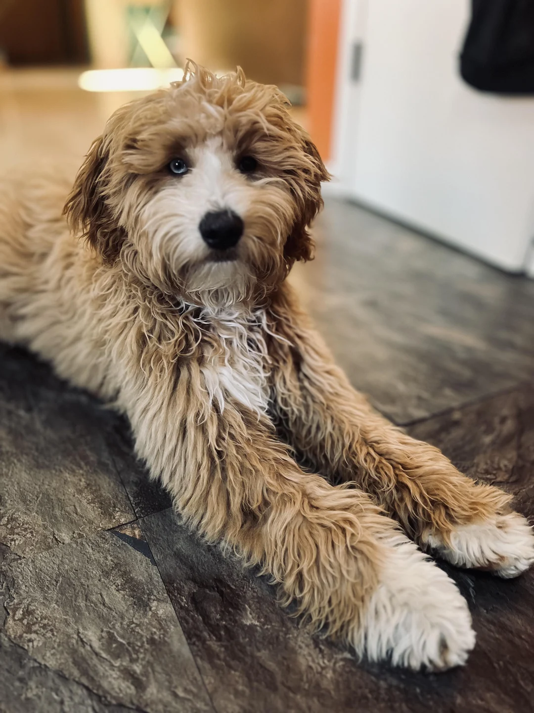 Tucker. Five month old mini golden doodle. | Scrolller
