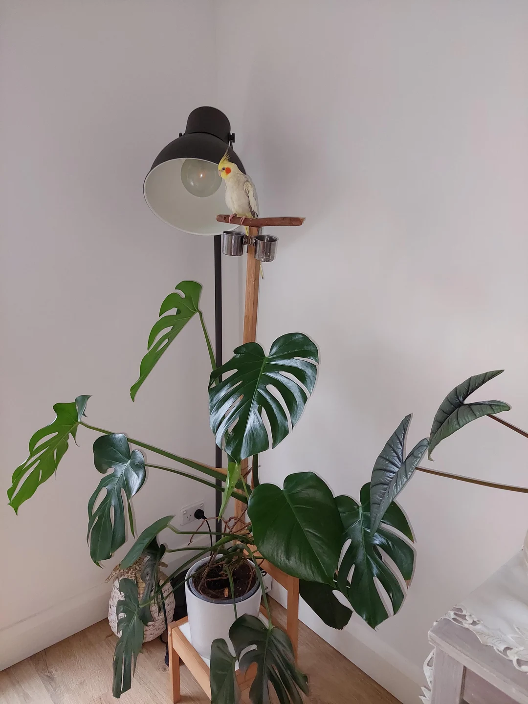 I made a new perch out of my Monstera post. | Scrolller