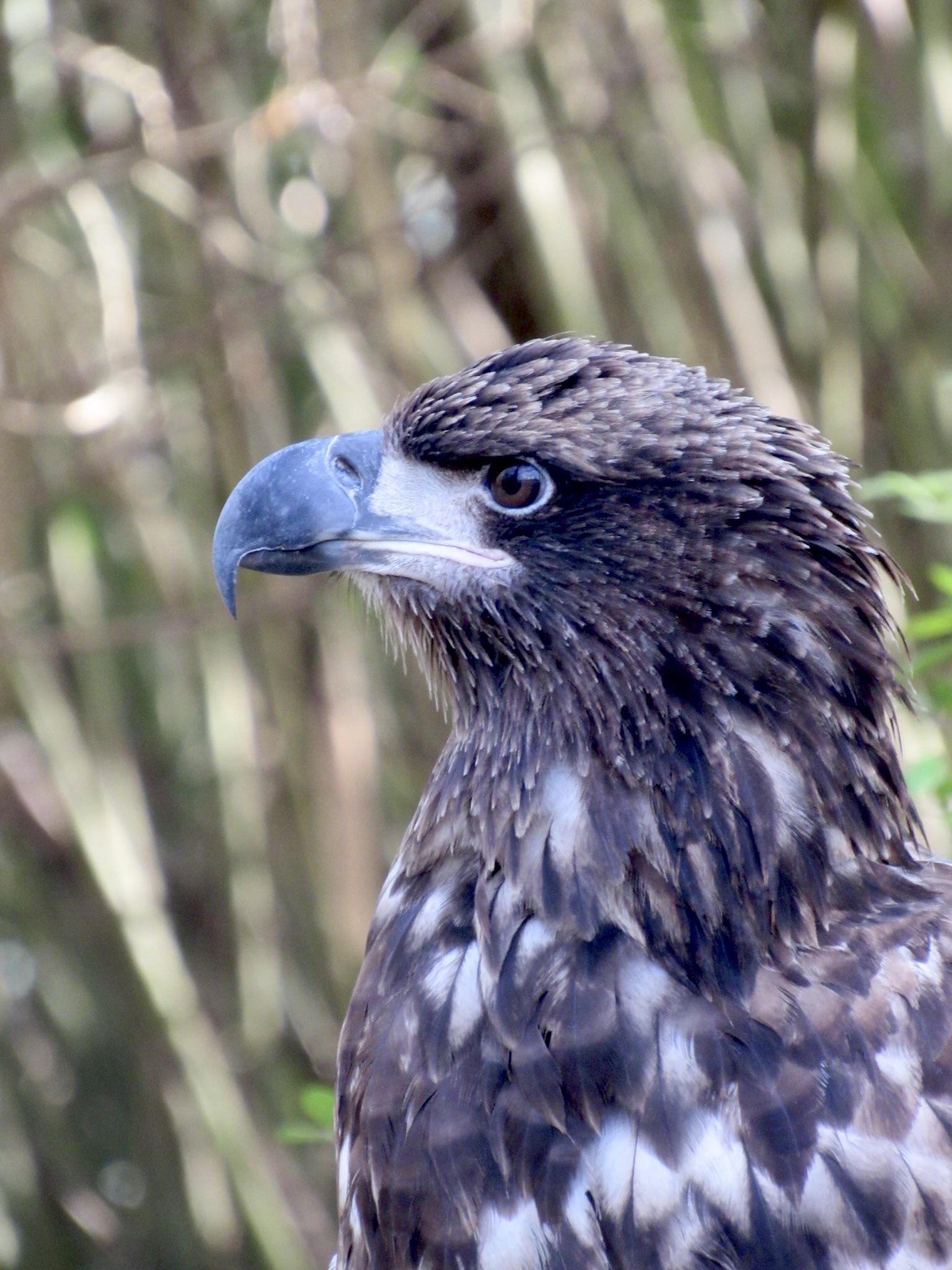 Alita-Juvenile Bald Eagle | Scrolller