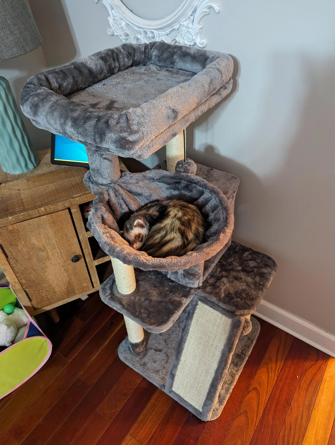 Stuart got his very first cat tree...I think he approves! | Scrolller