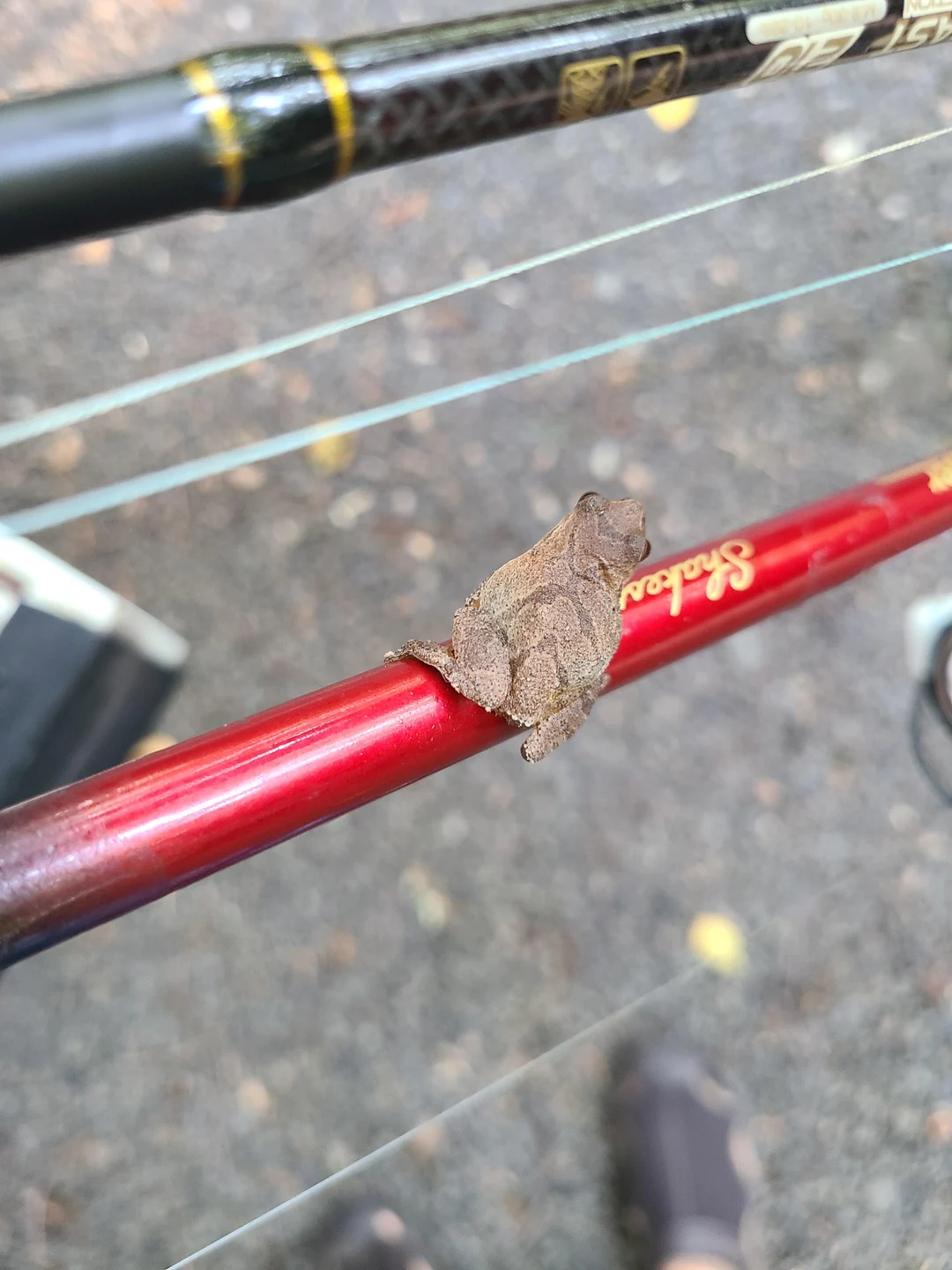 Fishing buddy...or fishing bait? | Scrolller