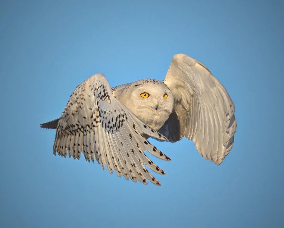 Snowy owl | Scrolller
