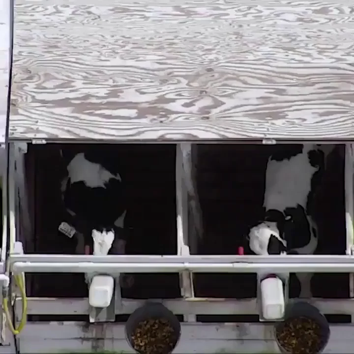 Drone footage of a dairy farm | Scrolller