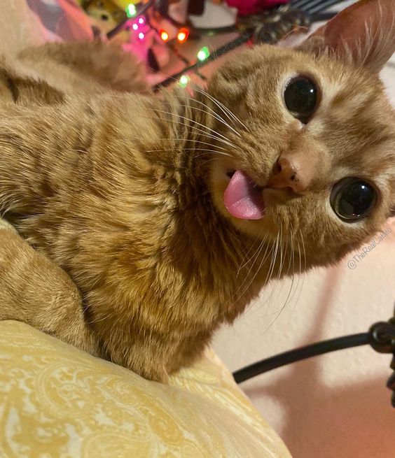 Blep surprise! | Scrolller