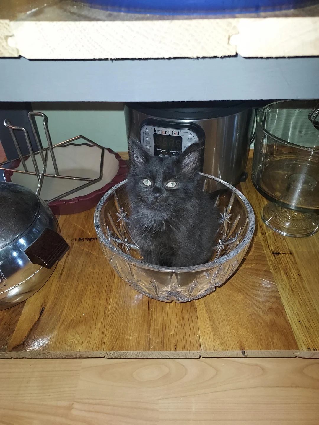 Fancy Waterford trap. | Scrolller