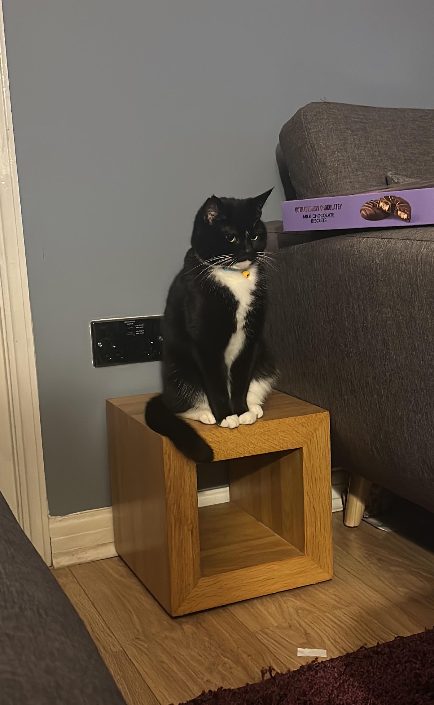 I’ve started calling this pose “Gargoyle Mode” | Scrolller