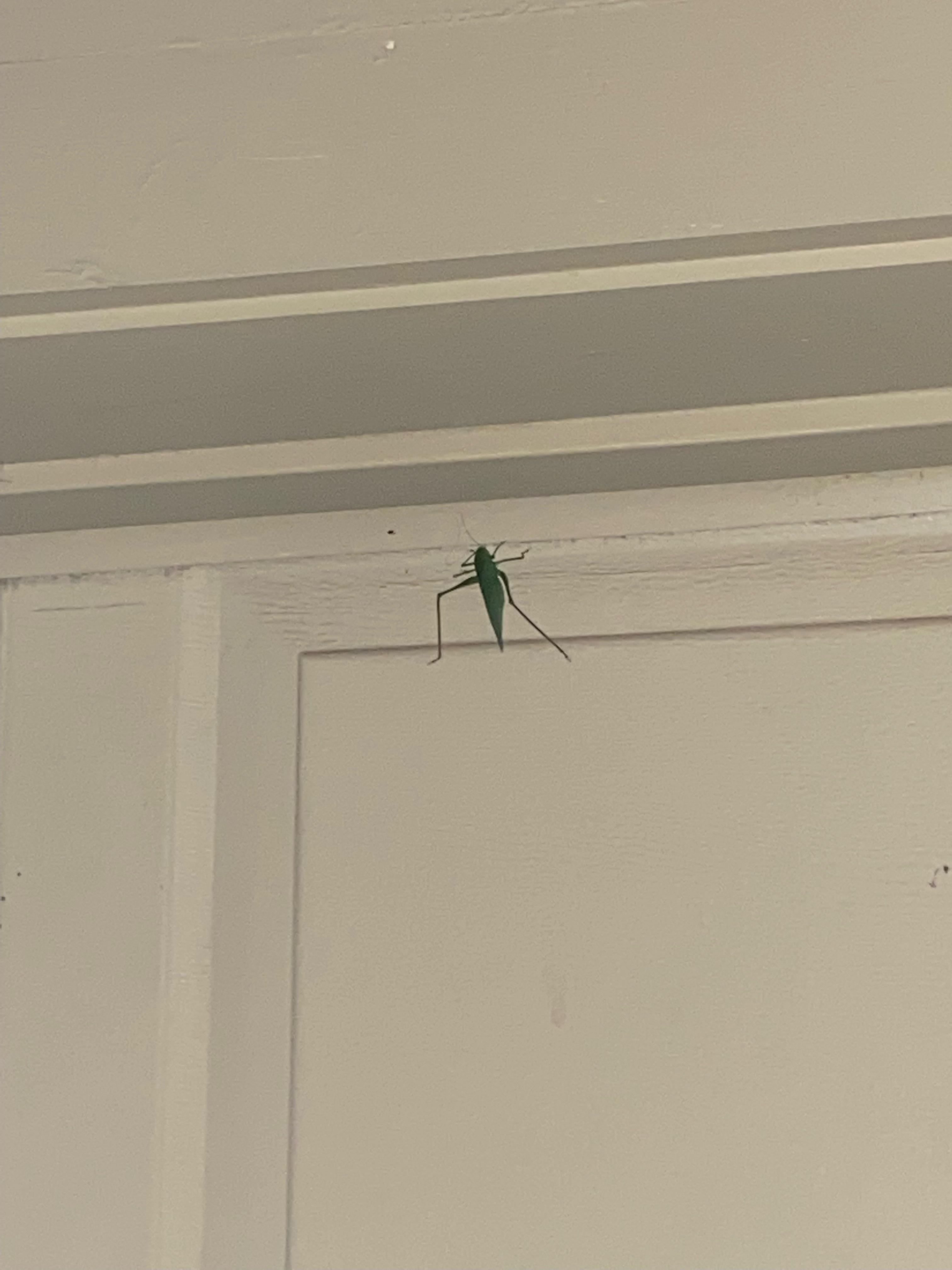 What is this giant green behemoth? | Scrolller