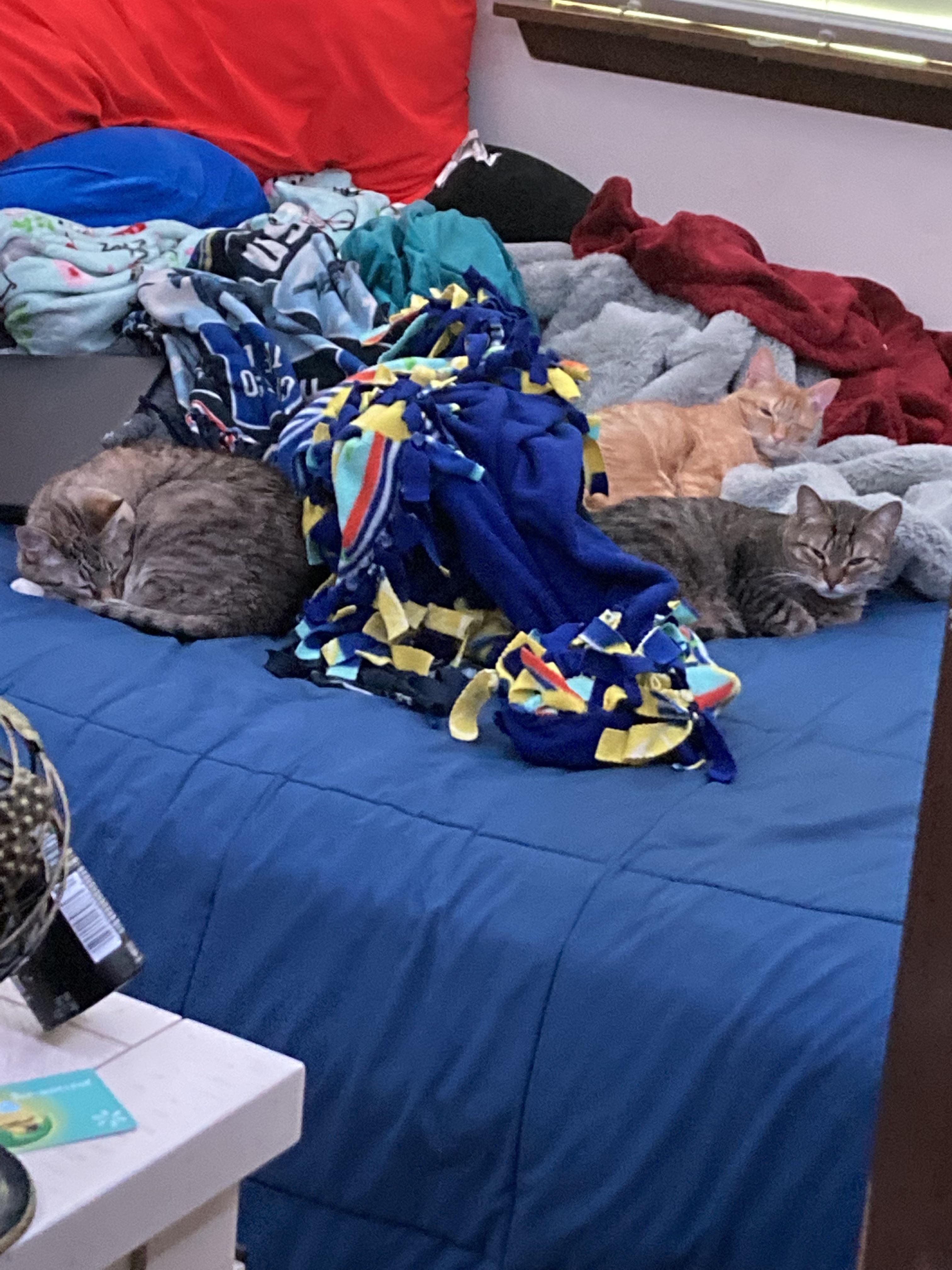 Behold, The Great Cat Pile | Scrolller