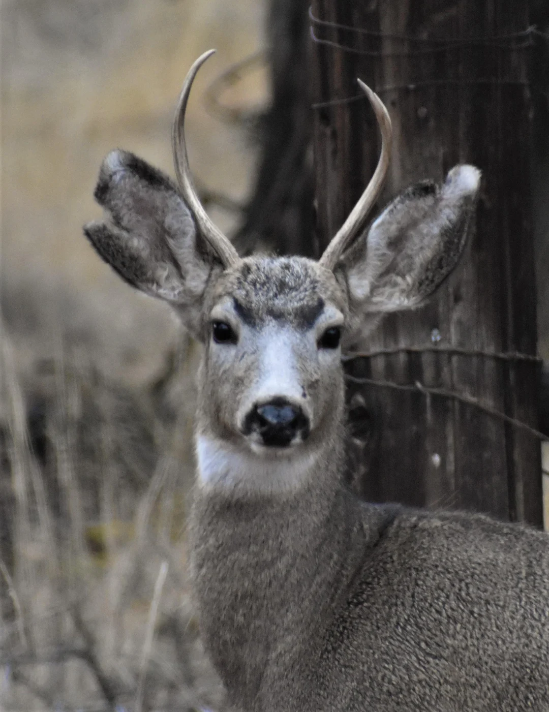 Buck Portrait | Scrolller