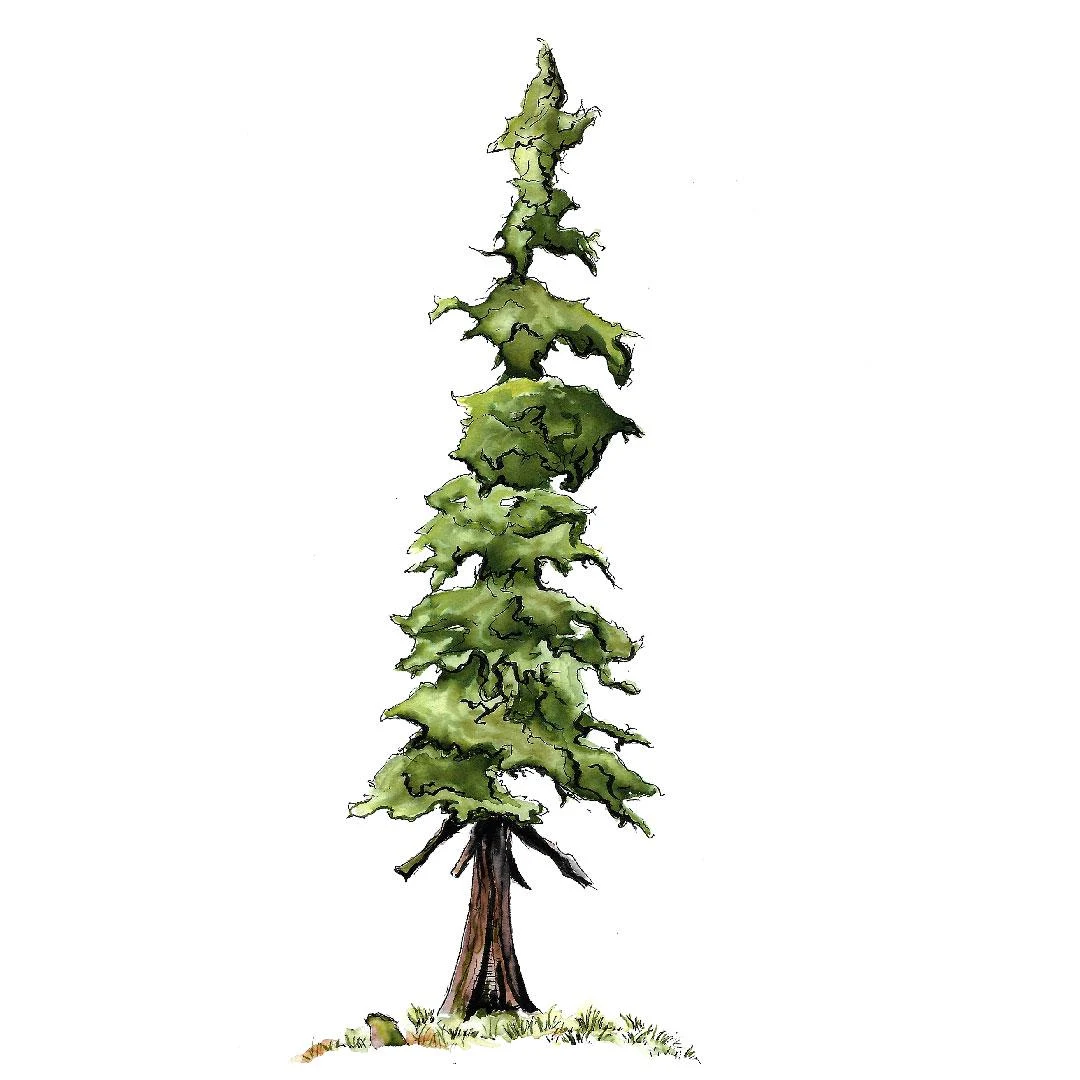 Pine Tree, Dark_Shad0w (me), Watercolor, 2023 | Scrolller