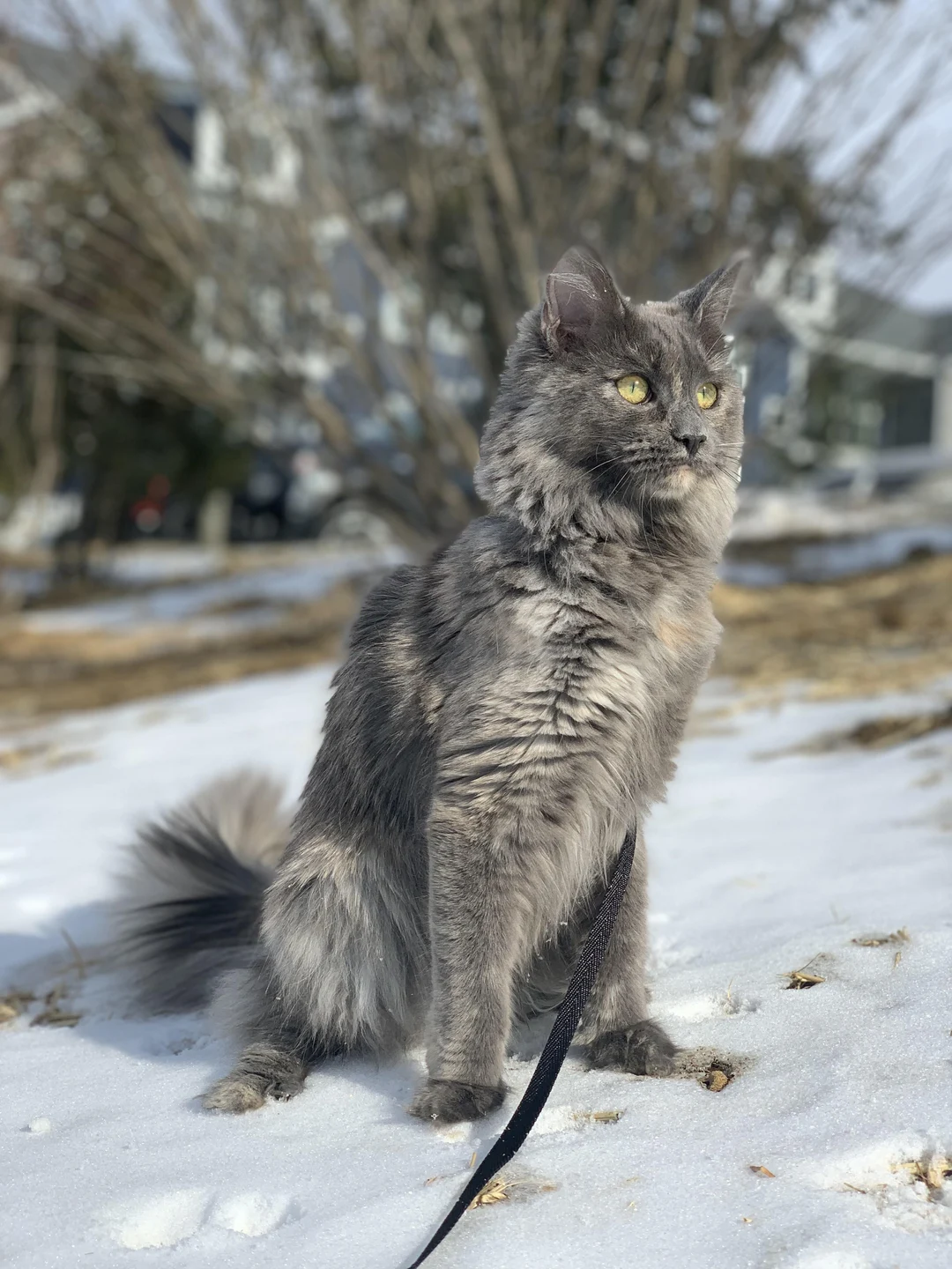 My girl Freya. She’s 9months old. | Scrolller