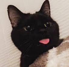 Hi, how are you? blep | Scrolller