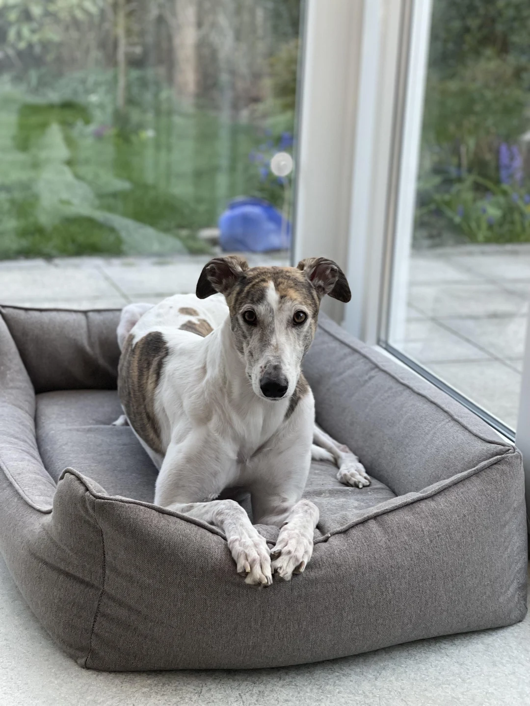 Begging for a chew treat *activated* | Scrolller