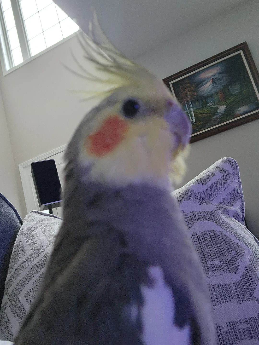 Mochi...I'm sorry.... | Scrolller