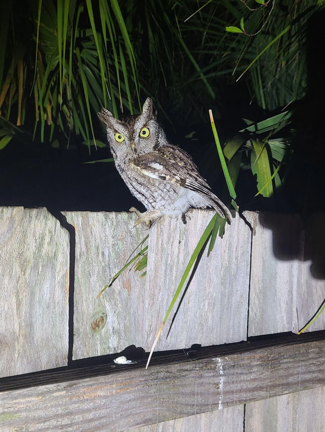 Christmas Eve Visitor - Is this a Eastern Screech? East Coast, Central Florida, USA - Estimated ...